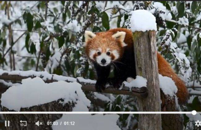 Inverno che passione: il cucciolo di panda rosso e la sua prima neve
