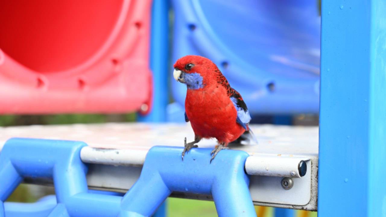 Come evitare che il pappagallo si annoi: suggerimenti utilissimi