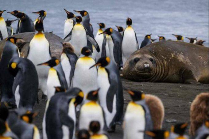 Tutti insieme per Natale: il più grande raduno di pinguini al mondo