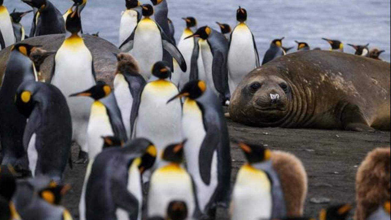 Tutti insieme per Natale: il più grande raduno di pinguini al mondo