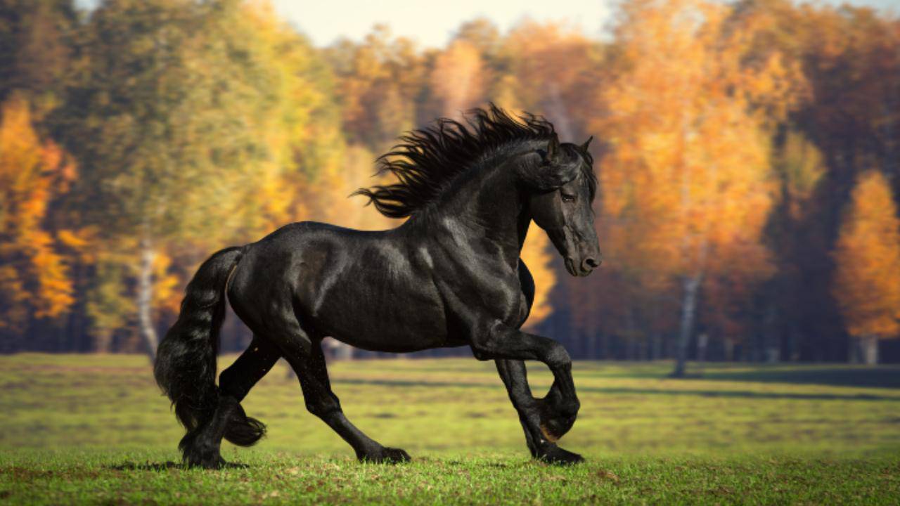 Pony di Esperia: specie rara ornamentale da cortile, giardino e non solo