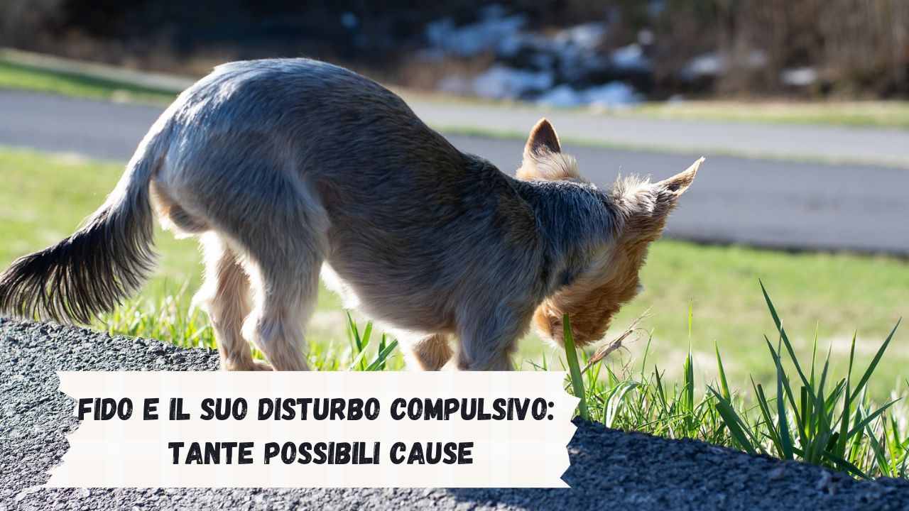 Perché il cane mangia tutto quello che trova: tutto ciò che dovresti sapere