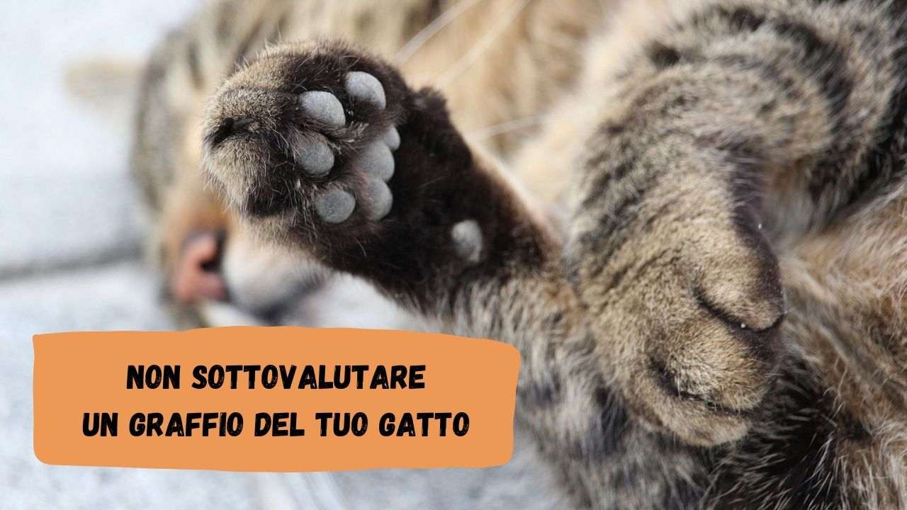 Gatto che graffia: tutto quello che dovresti fare se il tuo felino ti ...
