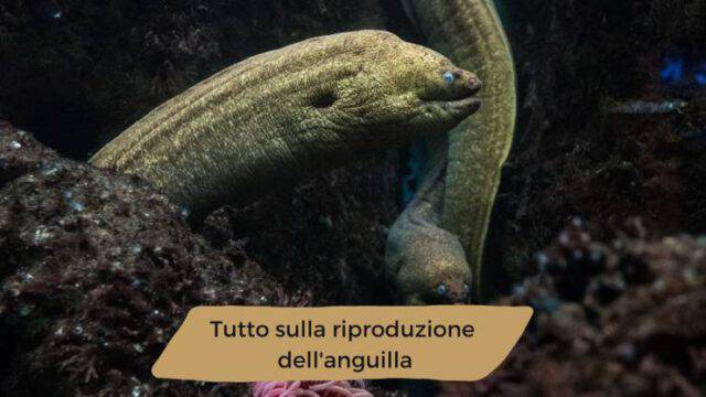 Come si riproduce l'anguilla: tutto ciò che dobbiamo sapere sulla specie