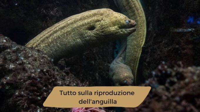 Come si riproduce l'anguilla: tutto ciò che dobbiamo sapere sulla specie