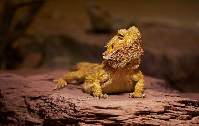 Quanto vive un drago barbuto e come farlo vivere più a lungo