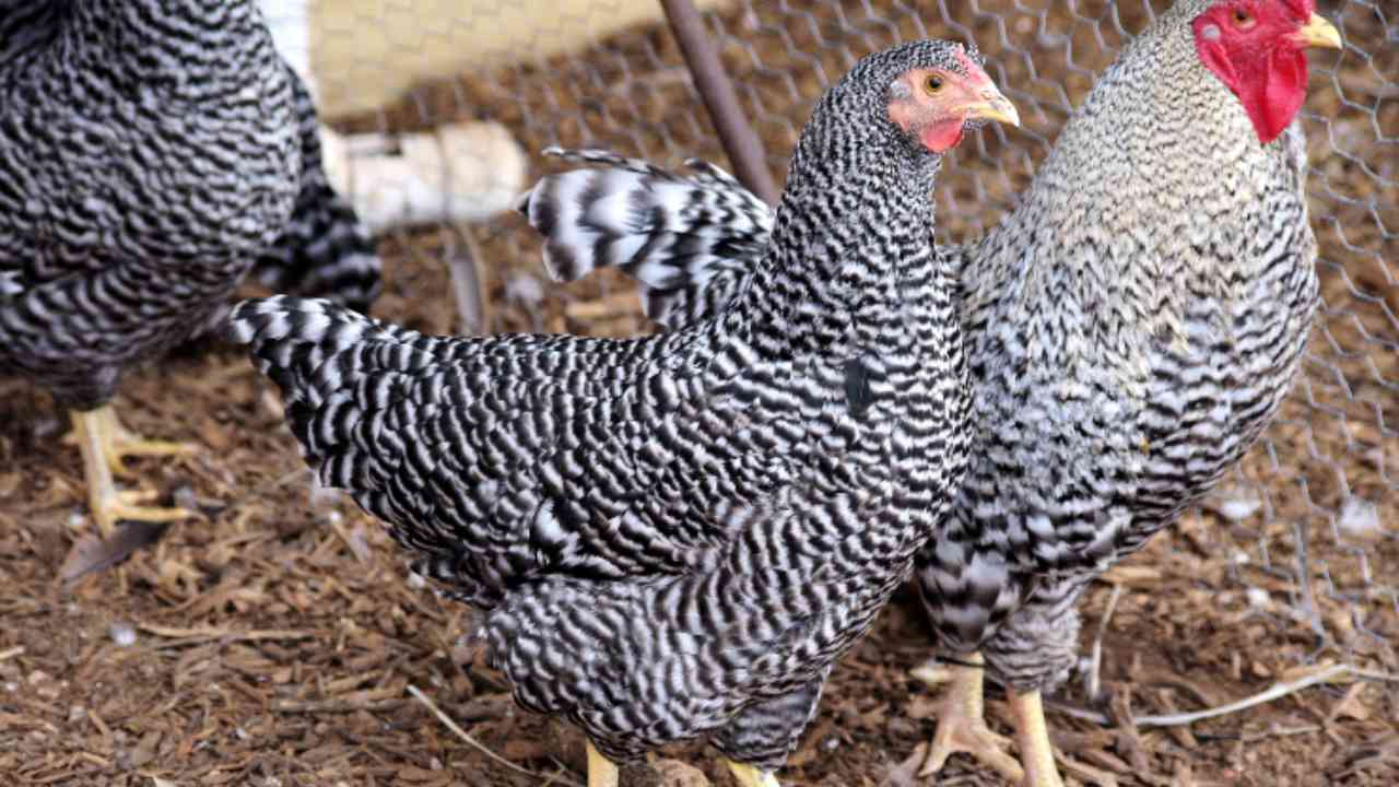 Gallina Dominicana: specie rara ornamentale da cortile e da giardino