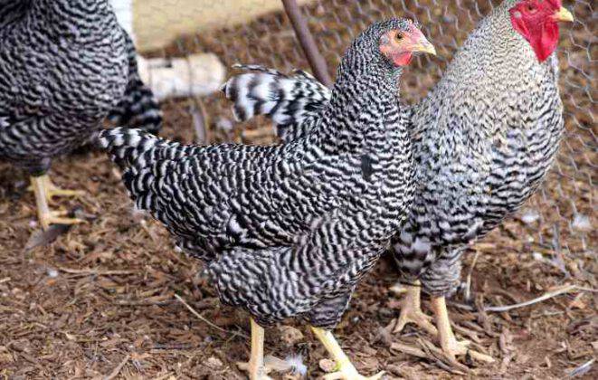 Gallina Dominicana: specie rara ornamentale da cortile e da giardino