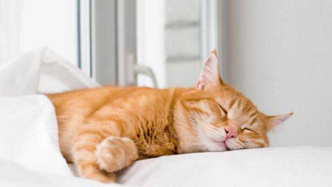 Se il tuo gatto dorme così c'è un motivo ben preciso e dovresti proprio ...