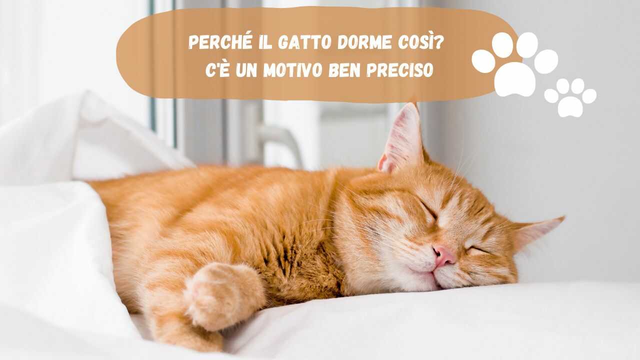 Se il tuo gatto dorme così c'è un motivo ben preciso e dovresti proprio ...
