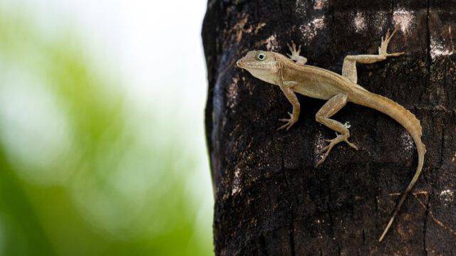La lucertola è malata: come fare a capirlo e come aiutarla