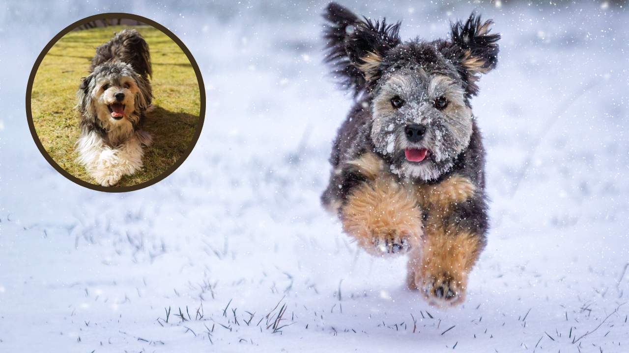 Adottare un Piccolo cane Leone: carattere, stile di vita e padrone ideale