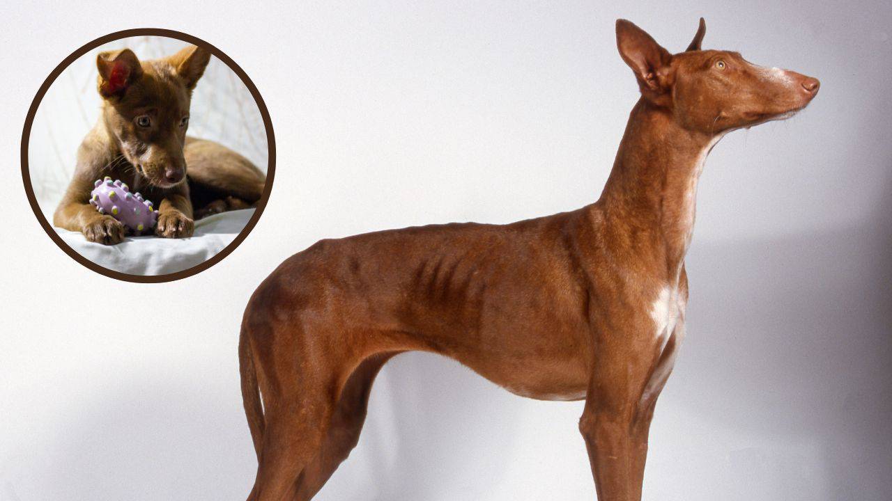 Adottare un Podenco Canario: carattere, stile di vita e padrone ideale
