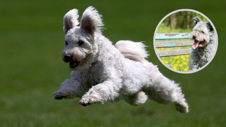 Adottare un Pumi: carattere e stile di vita di questa razza canina ...