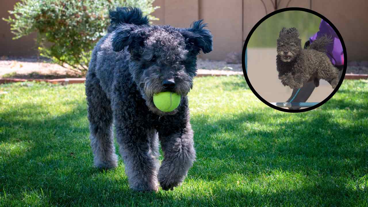 Alimentazione del Pumi: dosi, frequenza e alimenti adatti