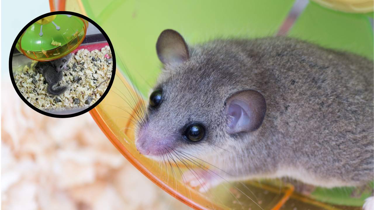 Come allevare un minighiro africano in casa: dalla dieta al tipo di ...