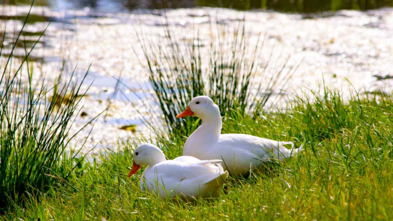 Anatra Pechino: specie ornamentale da cortile e da giardino