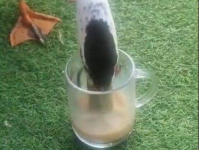 L'anatra più famosa di TikTok: rincorre le volpi e beve il tè - VIDEO