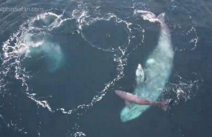 La nascita di un cucciolo di balena davanti a una barca di turisti (VIDEO)