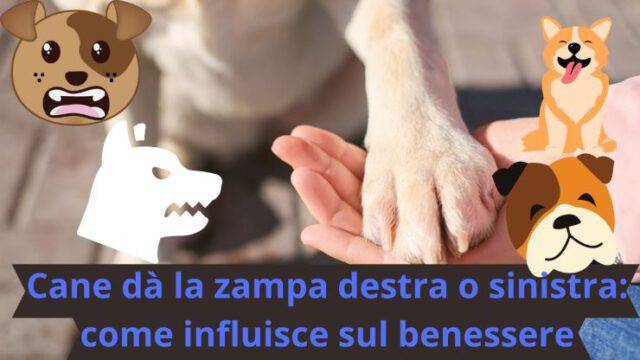 Ti dà la zampa destra o sinistra? Per il tuo cane fa la differenza