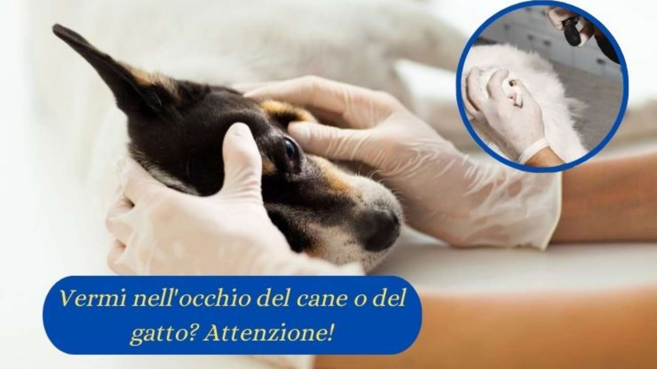 Vermi nell'occhio di cani e gatti: la Thelazia potrebbe colpire tutti noi