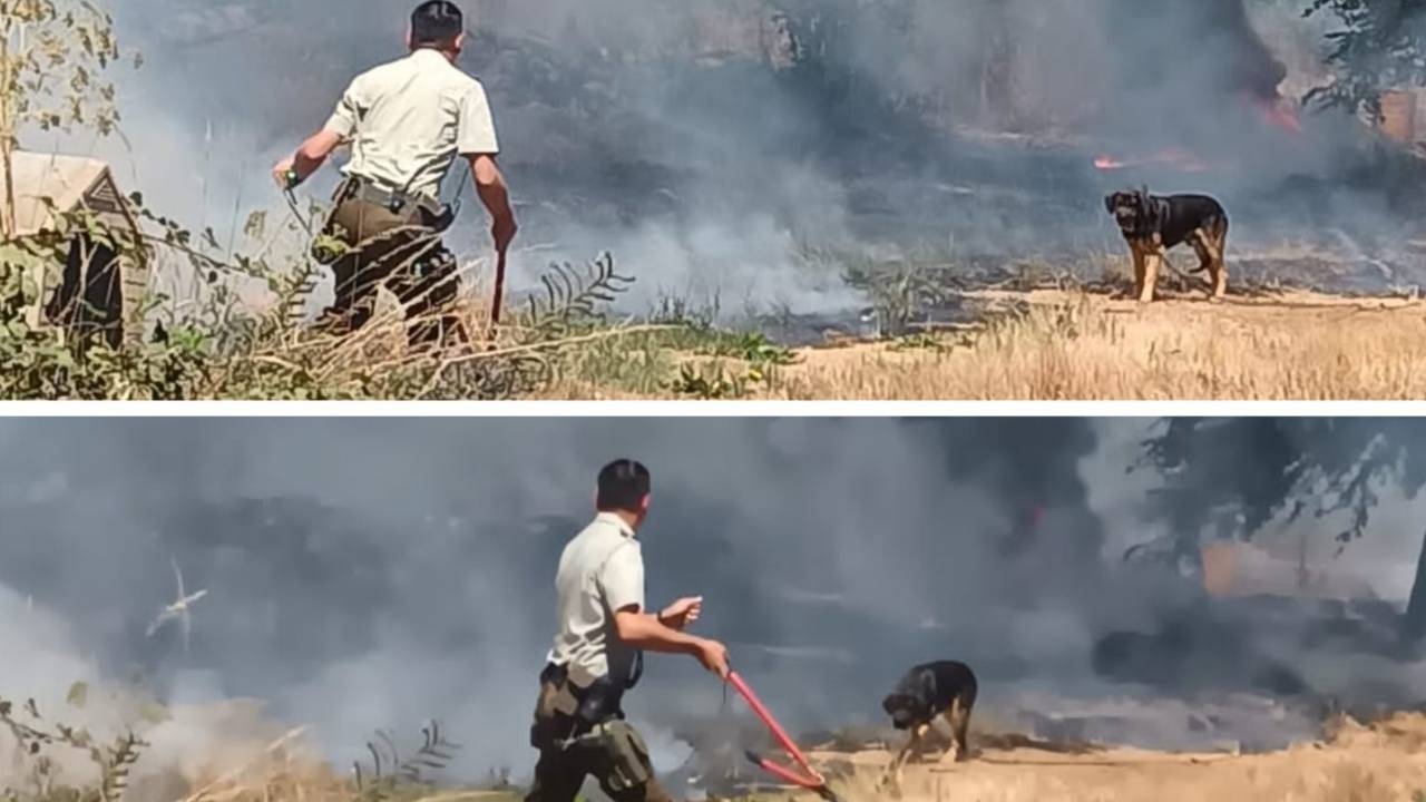 Cane legato alla catena non riesce a sfuggire all'incendio - FOTO