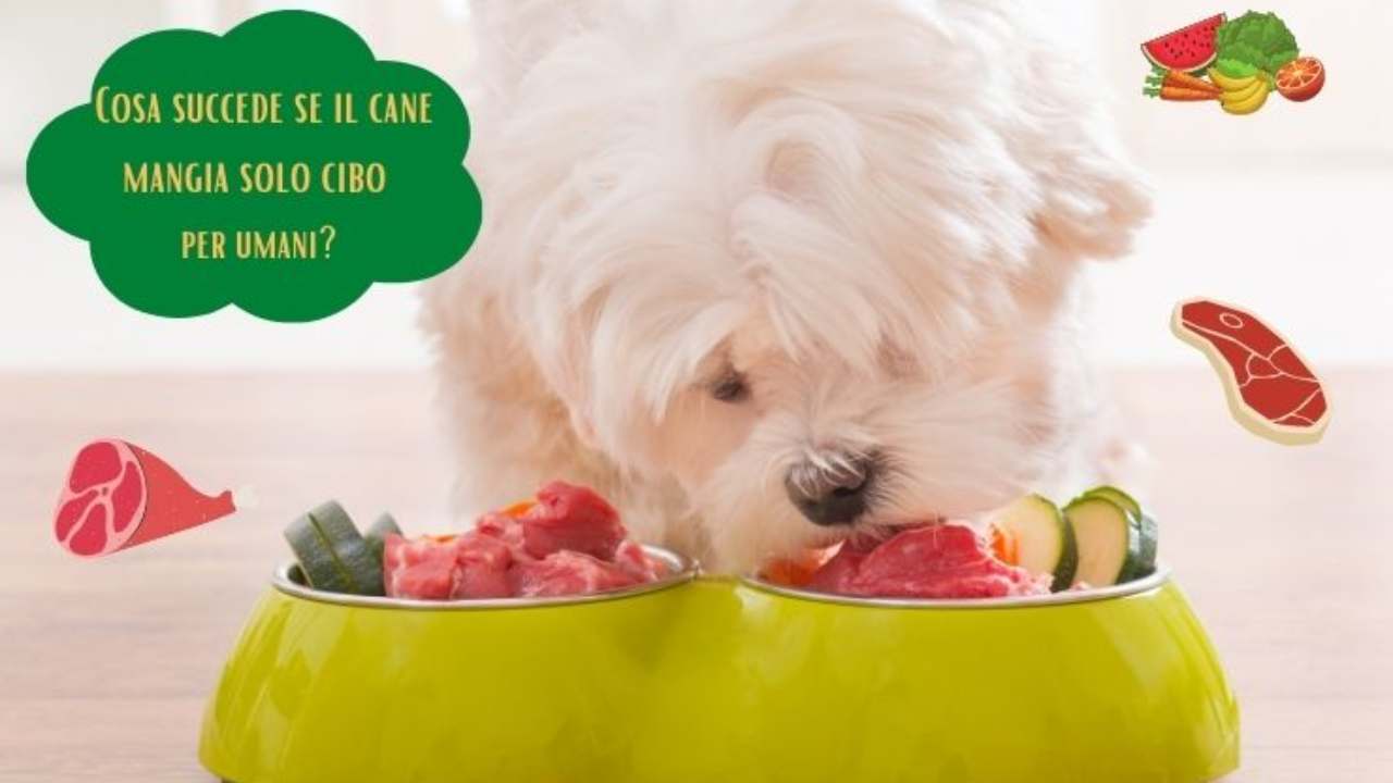 Che succede a dare solo cibo per umani al cane? L'effetto inaspettato