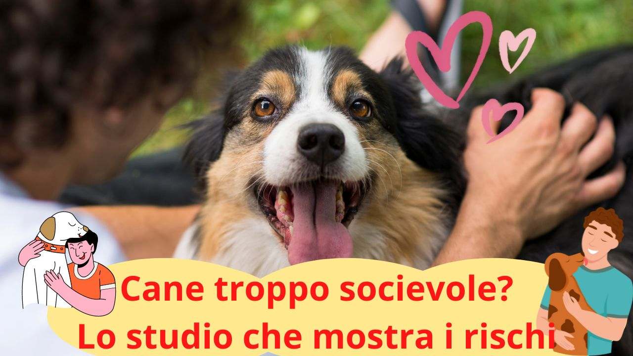 Se il tuo cane è troppo socievole, dovresti preoccuparti per questo rischio