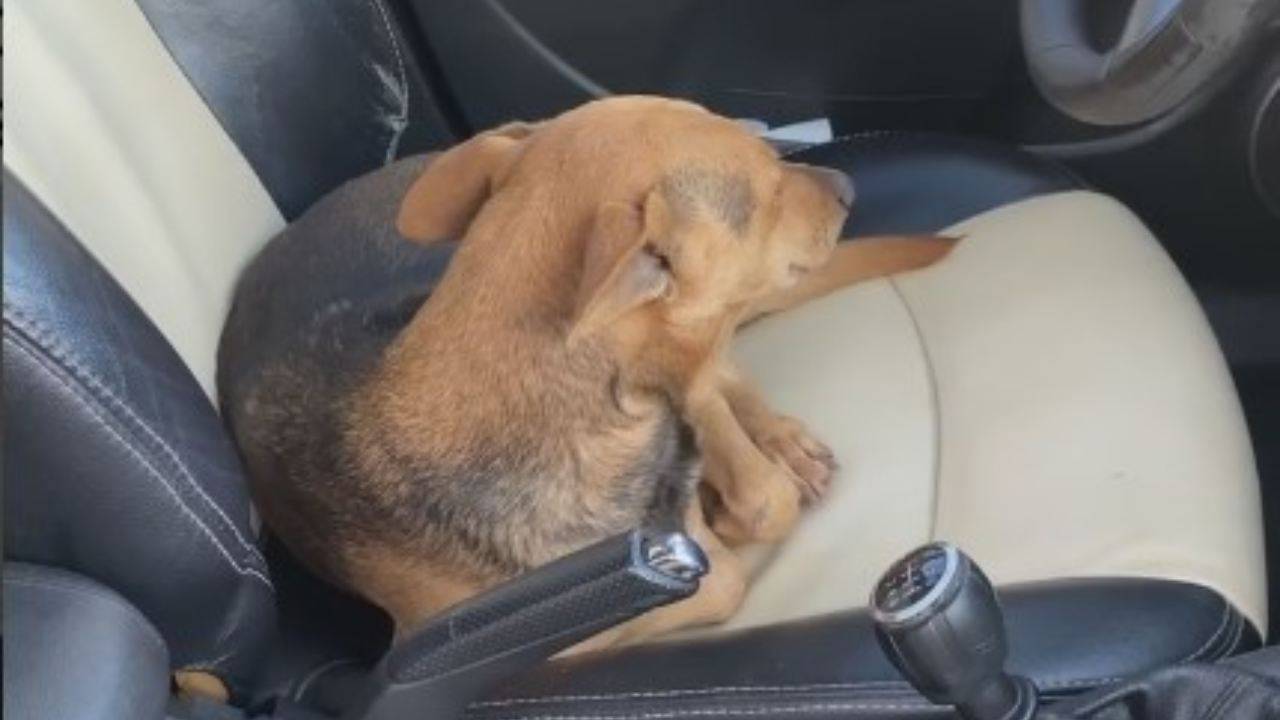 Il cane scappa per andare al bar: appare come un cliente qualsiasi -VIDEO