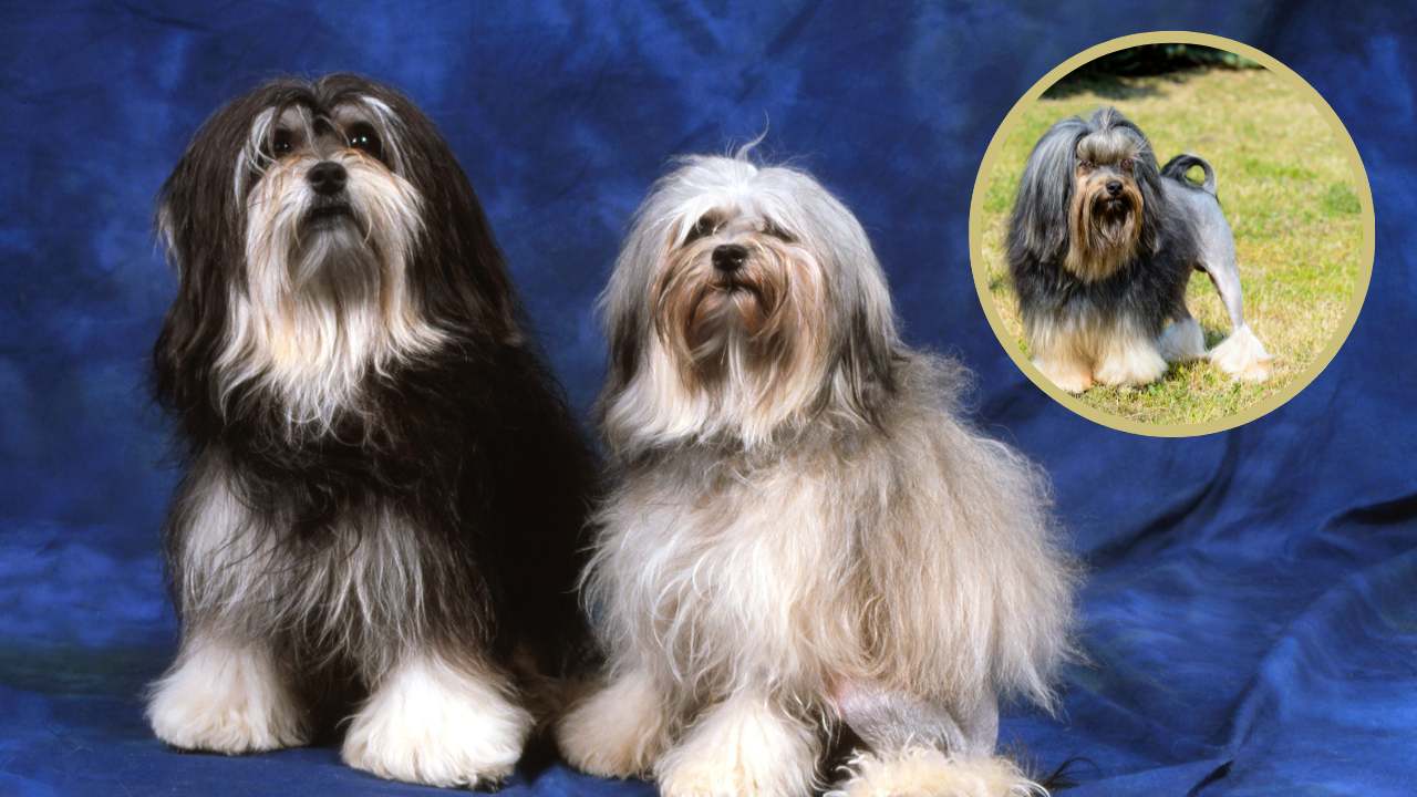 Razze di cani compatibili con il Piccolo cane Leone: elenco delle razze
