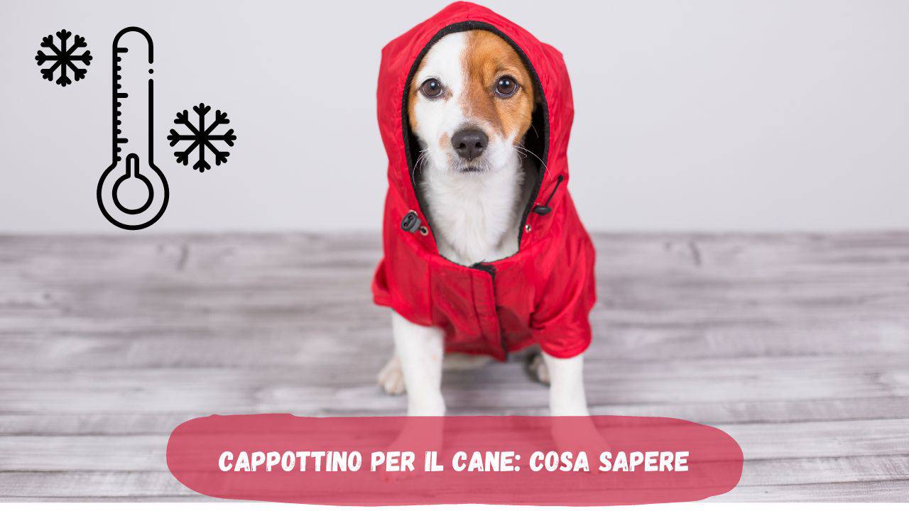 Se vuoi mettere un cappottino al tuo cane devi sapere queste 3 cose