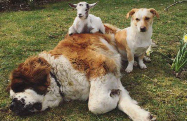 Tre cani come migliori amici: la simpatica capretta li segue ovunque video