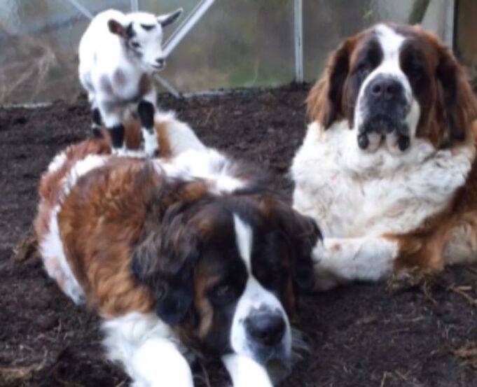 Tre cani come migliori amici: la simpatica capretta li segue ovunque video