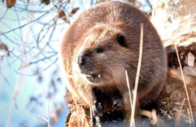 Strano animale di forma sferica immortalato in Canada: la foto fa il ...