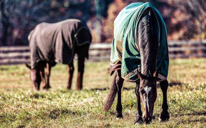 Come scegliere la coperta per il cavallo: elenco e consigli