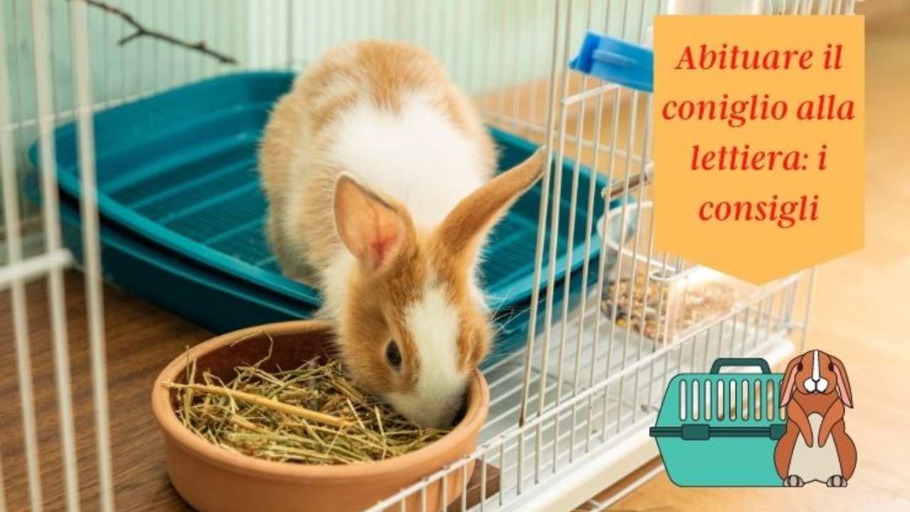 Come insegnare al coniglio ad utilizzare la lettiera: i consigli migliori