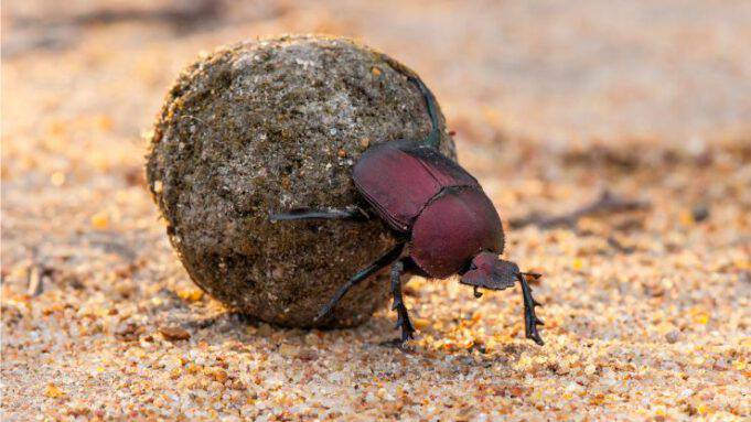 Coprofagia nel mondo animale: le specie che mangiano la cacca