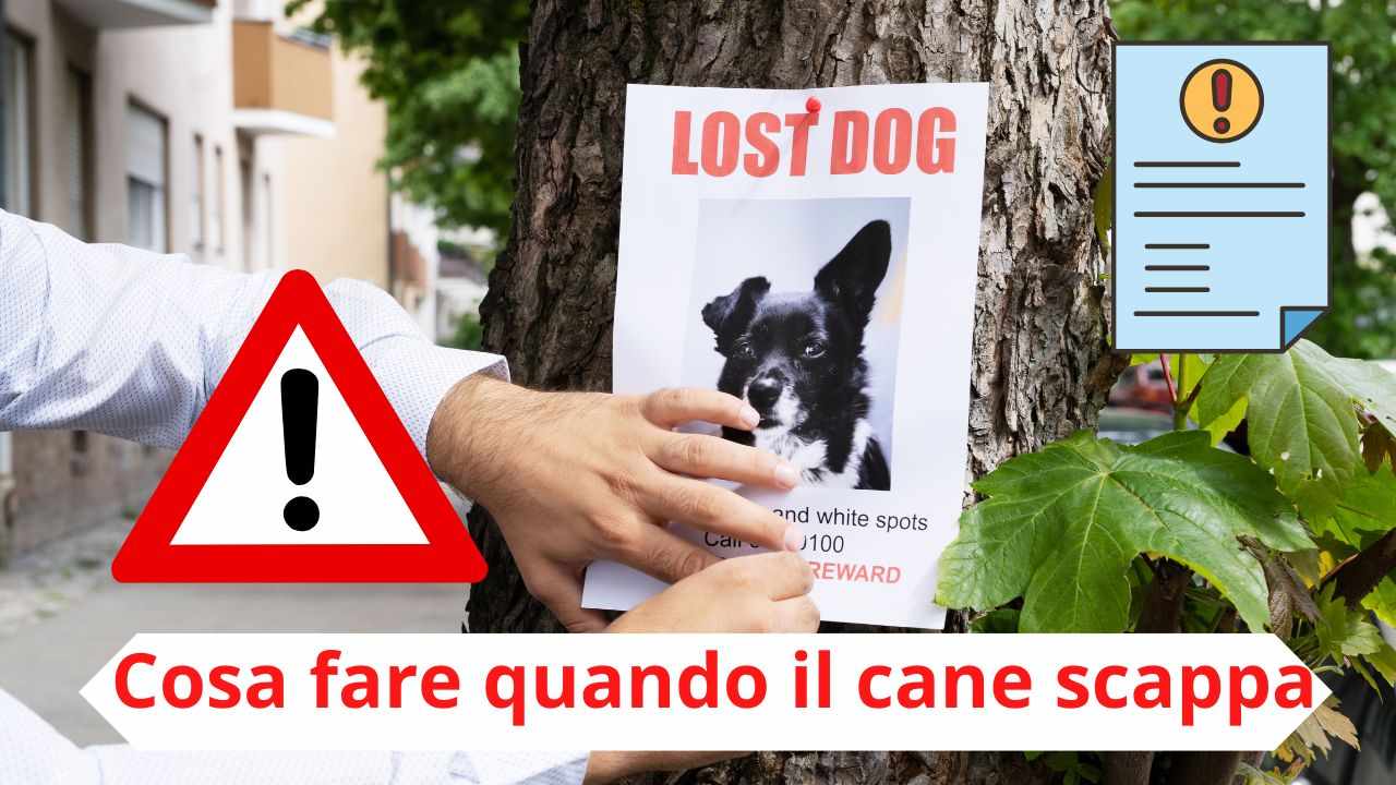 Cosa fare se il cane scappa: Fido rischia e per te c'è una multa salata