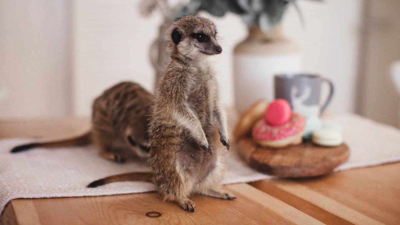 Cosa mangia il suricato domestico: alimenti preferiti e adatti in cattività