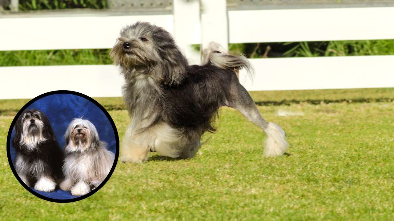 Cura del pelo del Piccolo cane Leone: dalla toelettatura all'igiene del ...
