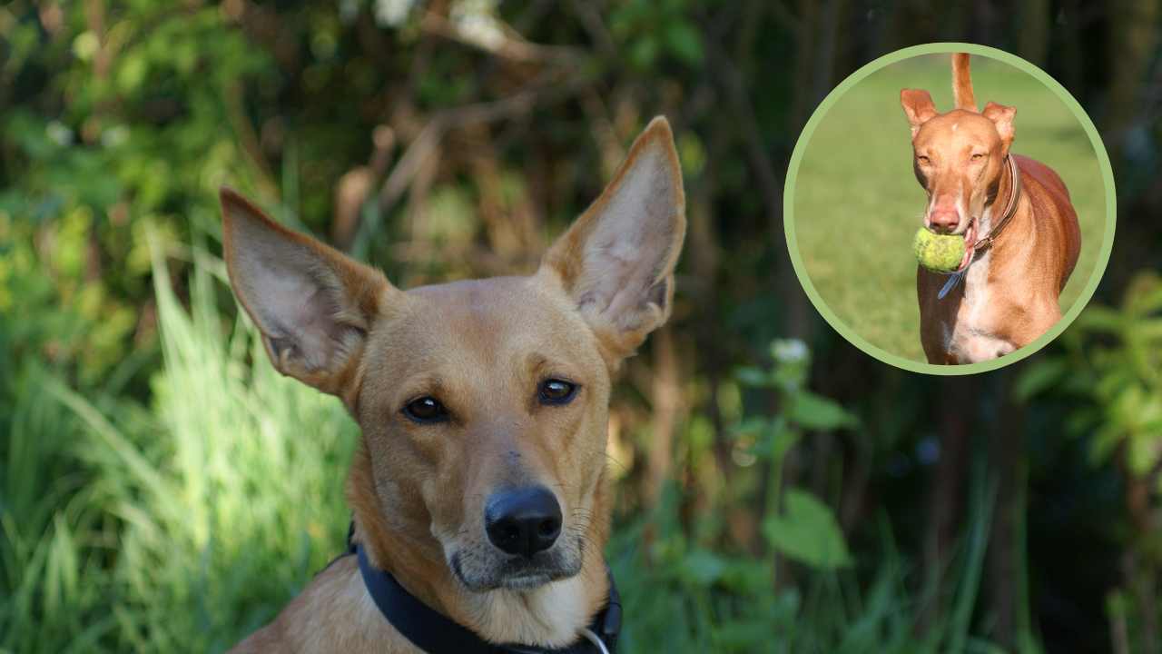Curiosità sul Podenco Canario: origini, informazioni e consigli per il nome