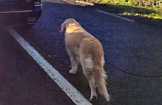 Fedele anche dopo la morte: la foto-simbolo del cane che sta ...