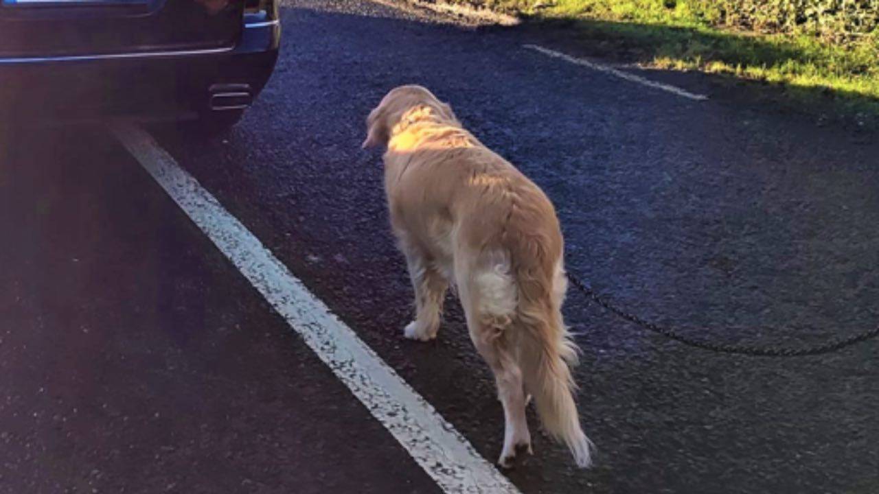 Fedele anche dopo la morte: la foto-simbolo del cane che sta ...