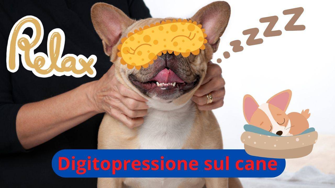 Digitopressione sul cane: le varie tecniche e tutti i benefici per Fido