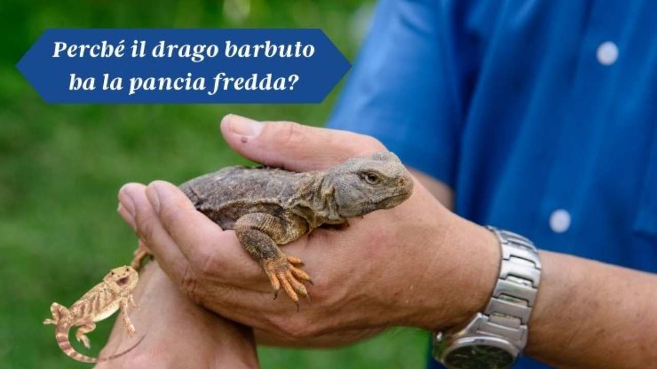 Il drago barbuto ha la pancia fredda: perché e cosa fare a riguardo