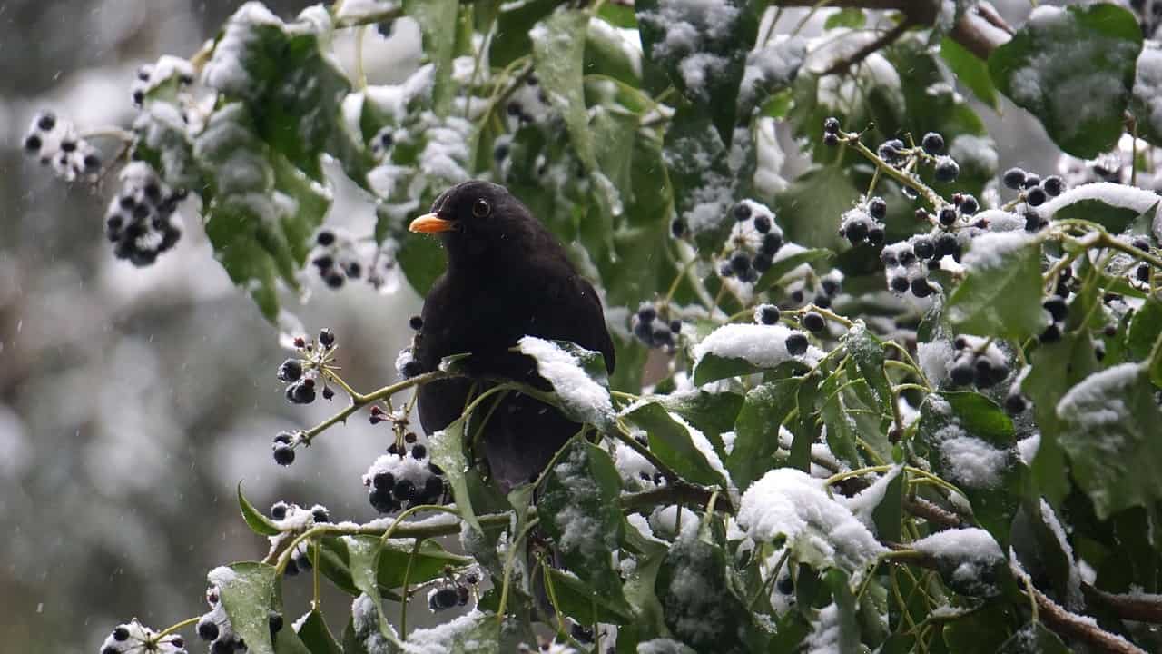 Giorni della Merla 2023: quando arrivano e cosa sapere