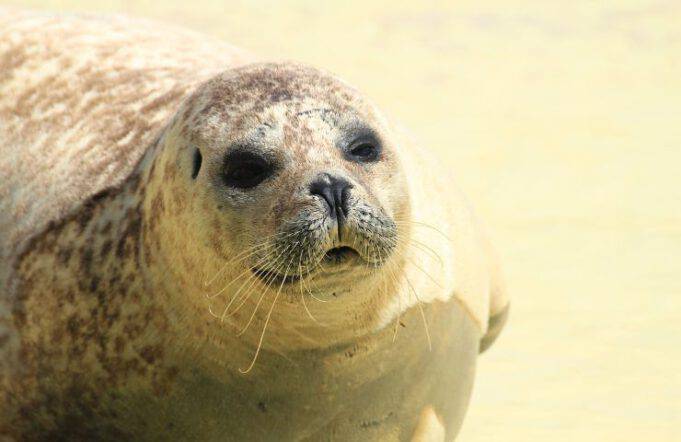 La foca monaca torna in Italia: l’avvistamento nel mar Mediterraneo