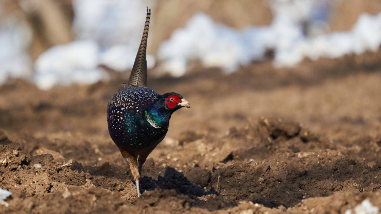 Fagiano Tenebroso: specie ornamentale rara da cortile e giardino