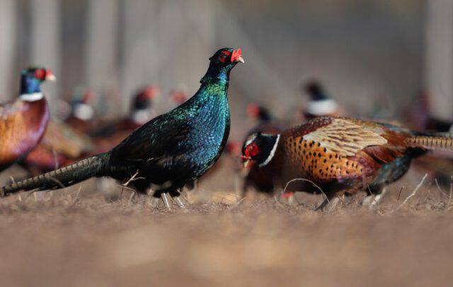 Fagiano Tenebroso: specie ornamentale rara da cortile e giardino
