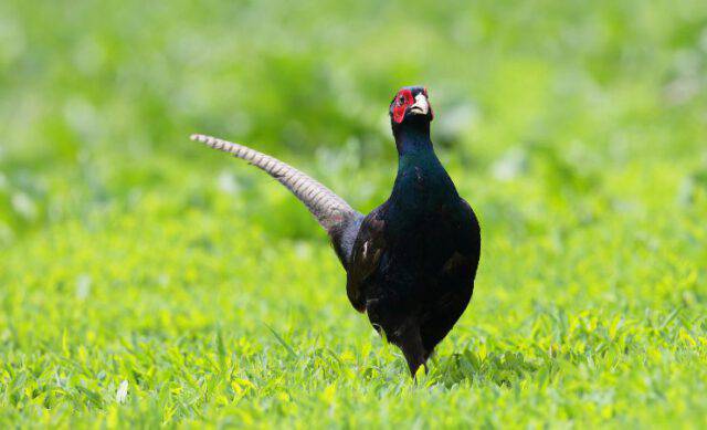 Fagiano Tenebroso: specie ornamentale rara da cortile e giardino